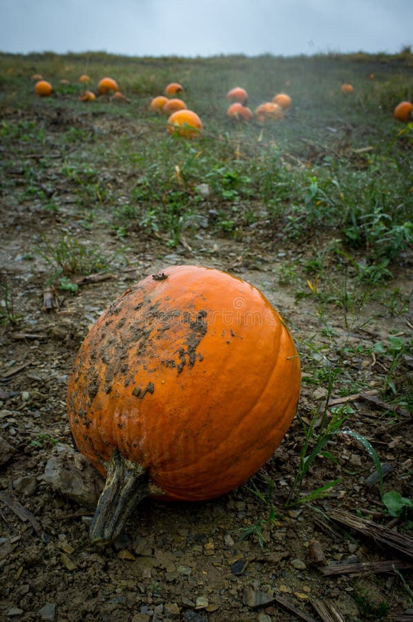 Pumpkin Patch Field stock image. Image of cold, harvest - 130656183