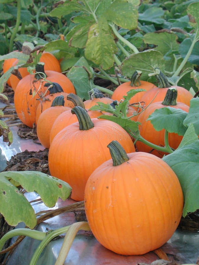 Orange Pumpkins in a Row in the Field among the Vines Stock Image ...