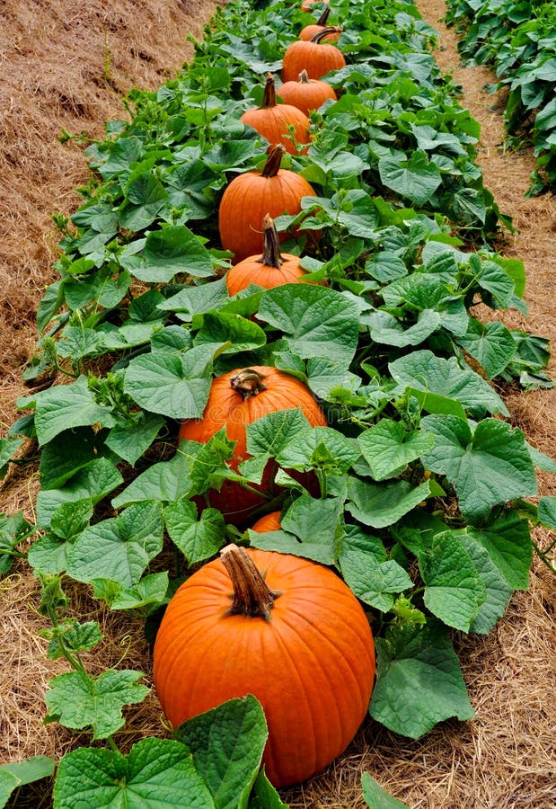 Pumpkin Field with Lush Green Leaves Stock Image - Image of harvest ...