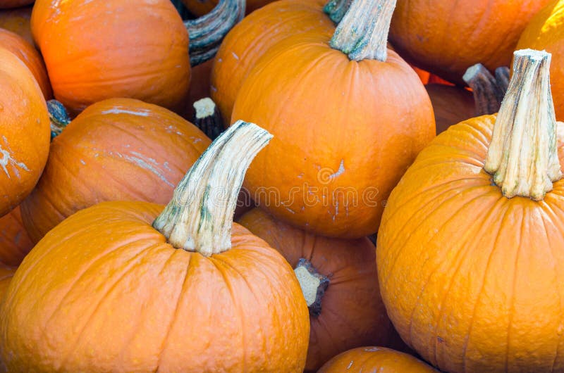 Orange pumpkins with stems stock image. Image of cucurbita - 28085395