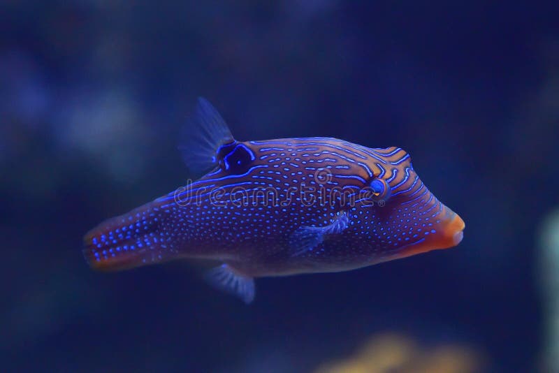 Dark Blue Purple Fish