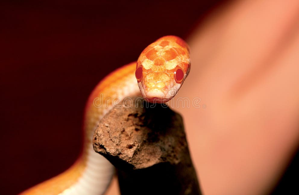Orange python snake. stock photo. Image of animals, animal - 156036564