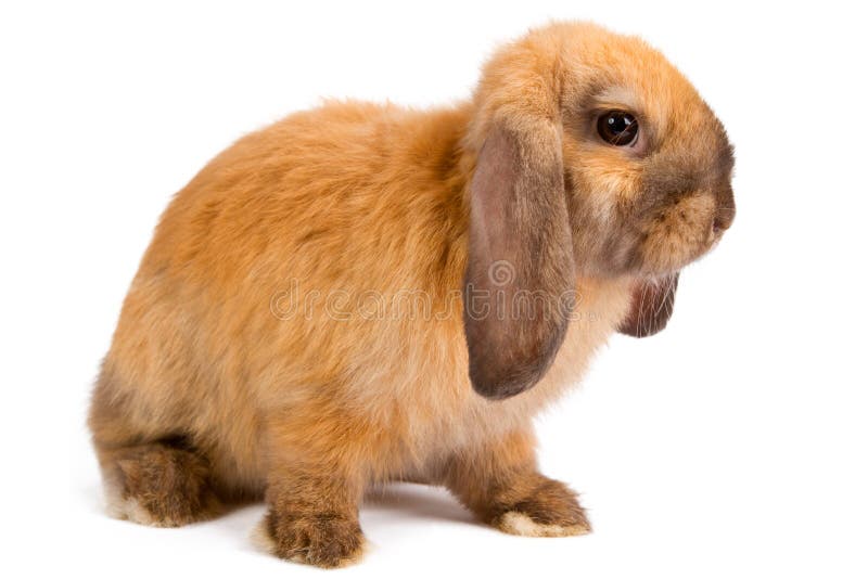 Rabbit Isolated on White Background Stock Image - Image of clean ...