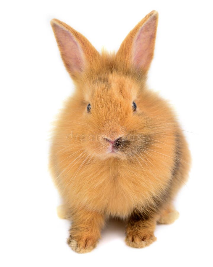 Orange rabbit stock photo. Image of lying, pretty, animal - 53489396