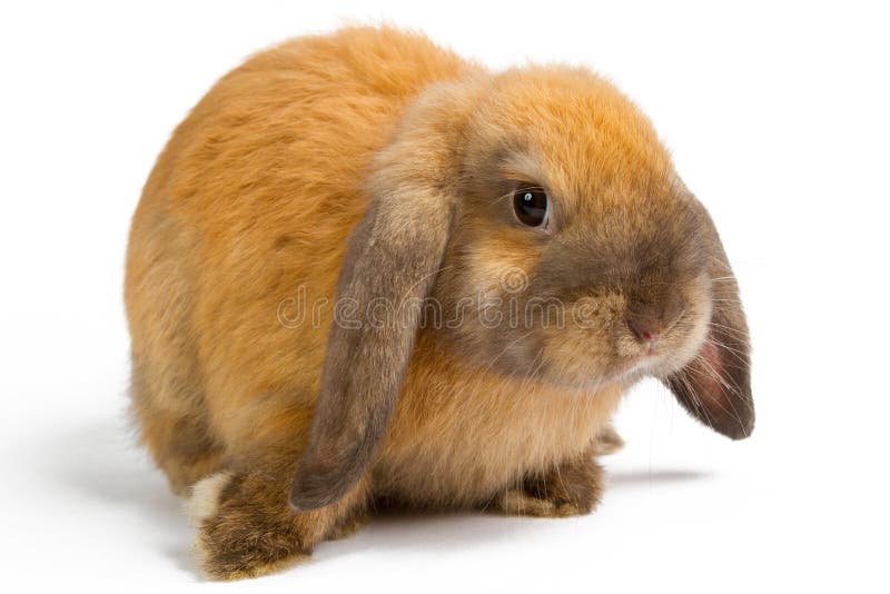 Orange rabbit stock image. Image of animals, hear, funny - 39692983