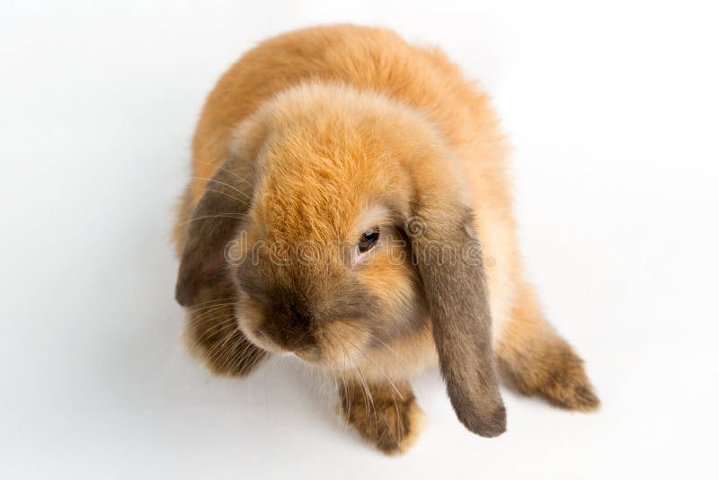 Orange rabbit stock image. Image of animals, hear, funny - 39692983