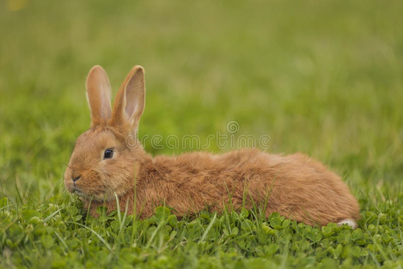 Orange rabbit on the lawn stock photo. Image of holiday - 246551788