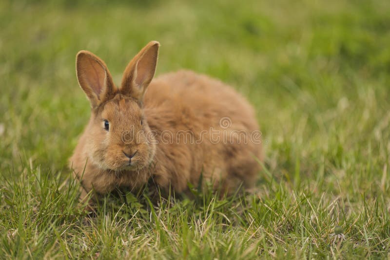 Orange rabbit on the lawn stock photo. Image of basket - 247117452