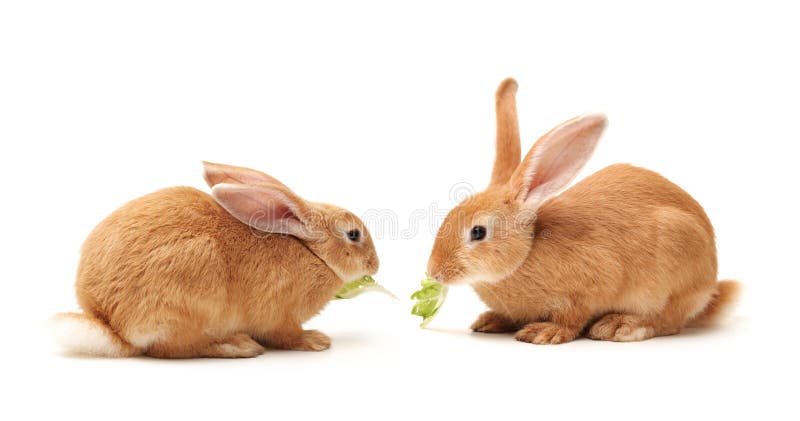 Orange rabbit stock image. Image of fluff, fleecy, gray - 32697015