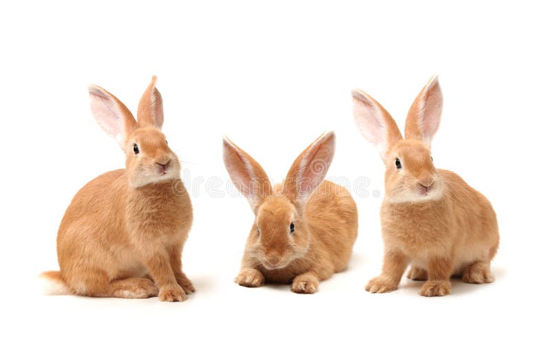 Orange rabbit stock photo. Image of pretty, huddle, livestock - 34382706