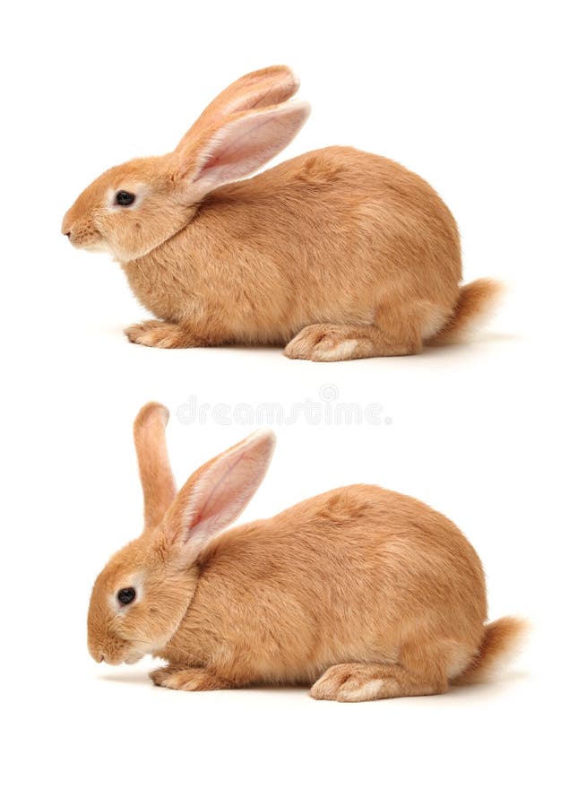 Orange rabbit stock image. Image of cuddly, pets, pretty - 32697115