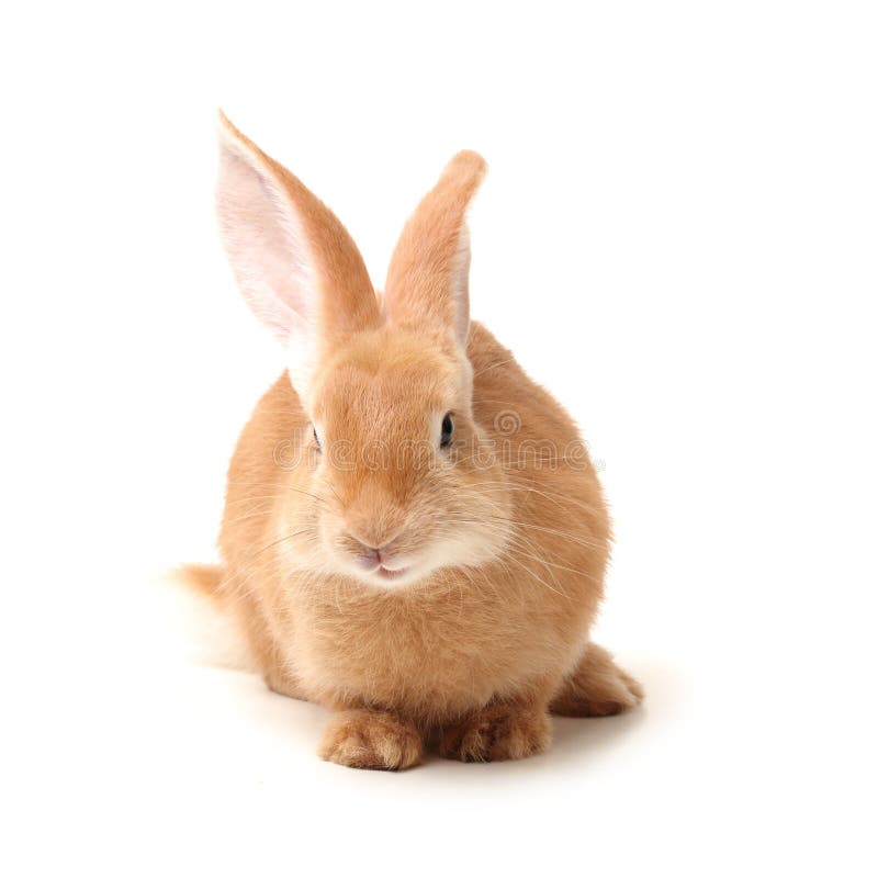 Orange rabbit stock image. Image of furry, creature, elegant - 32699781