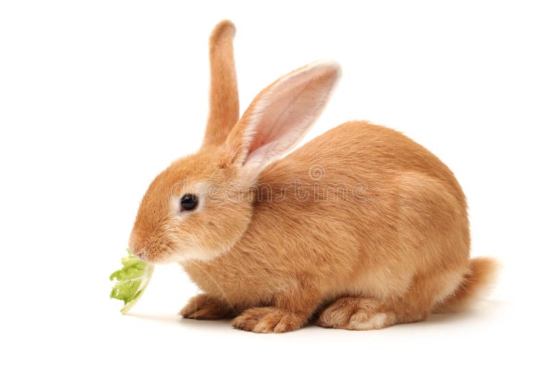 Orange rabbit stock image. Image of newborn, animal, adorable - 32699869