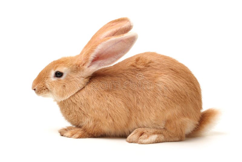 Orange rabbit stock image. Image of clean, pretty, creature - 32699931