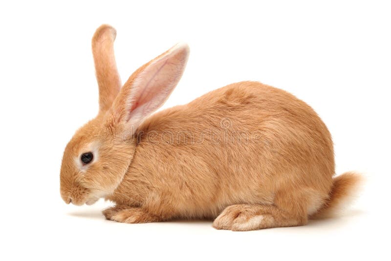 Orange rabbit stock image. Image of creature, little - 32699983