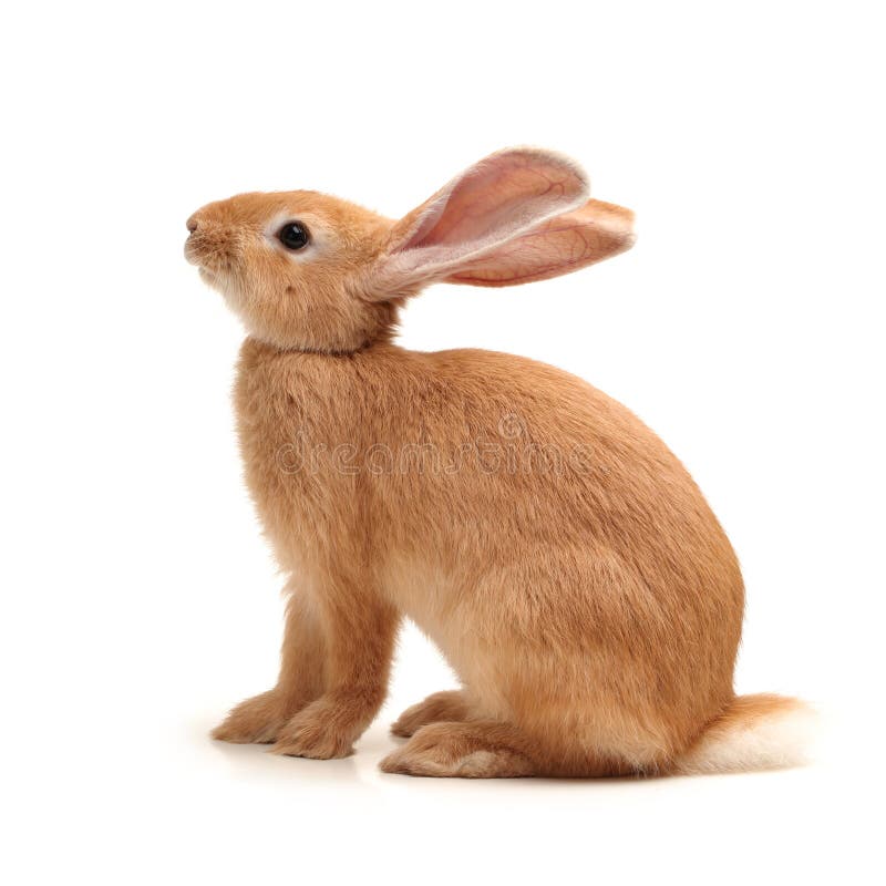 Animals. Rabbit Isolated on a White Stock Image - Image of adorable ...