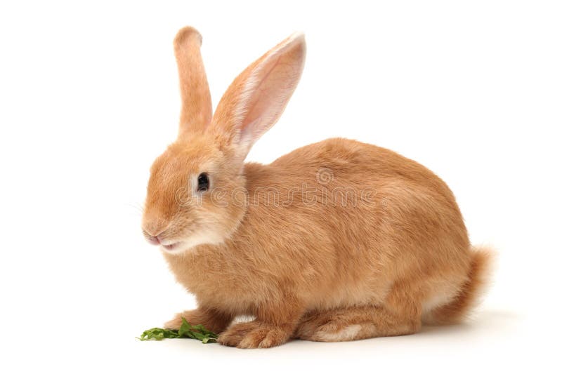 Many Variety Action of Rabbit Standing Isolated on White Background ...