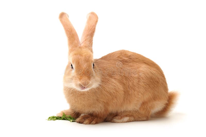 Orange rabbit stock photo. Image of pretty, huddle, livestock - 34382706