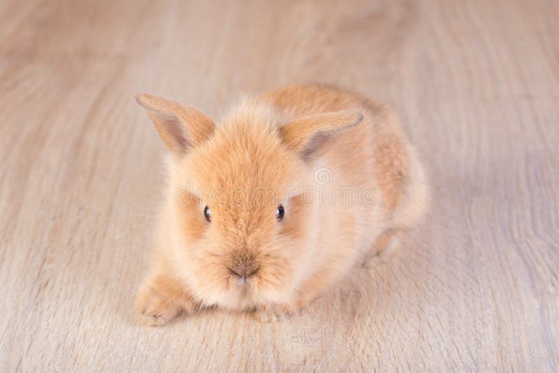 Orange Rabbit on a Wooden Background Stock Image - Image of animal ...