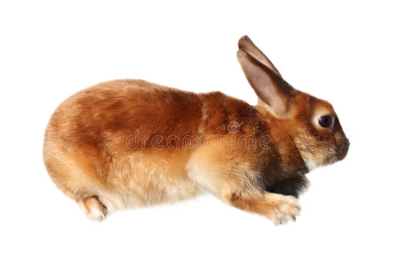 Orange rabbit stock image. Image of little, adorable - 47060285