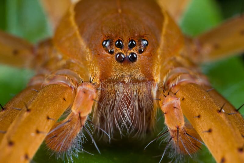An orange raft spider stock image. Image of fishing, raft - 12092545