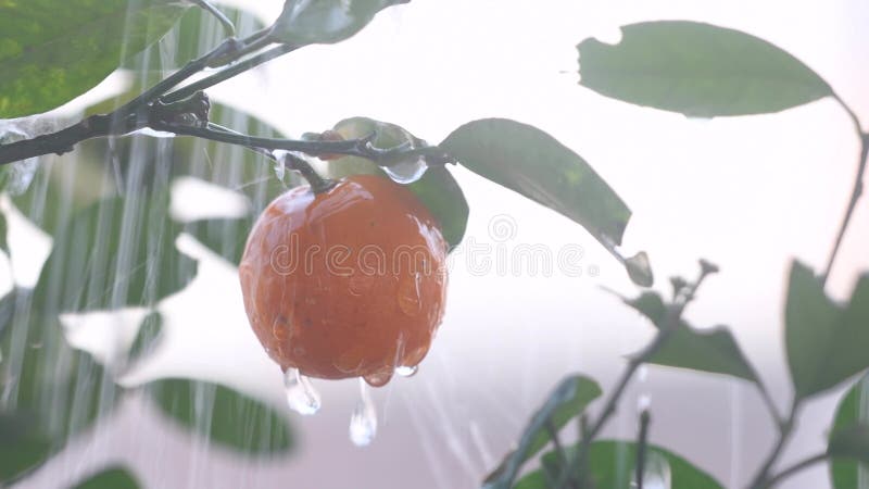 Orange in the rain stock footage. Video of isolated - 207899956