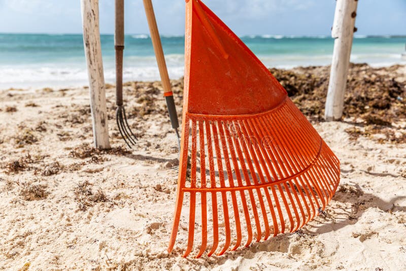 Orange Rakes on a Beach Full of Seaweed from the Sea As the Beach ...