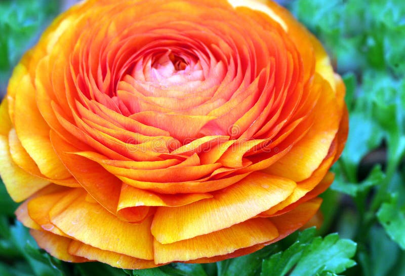 Orange Ranunculus stock image. Image of circular, tropical - 8568725