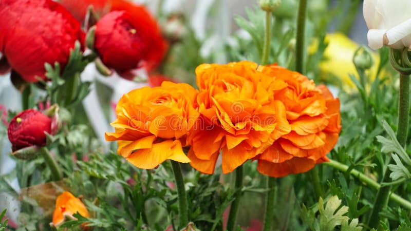 Orange ranunculus bouquet stock photo. Image of flowers - 30991868