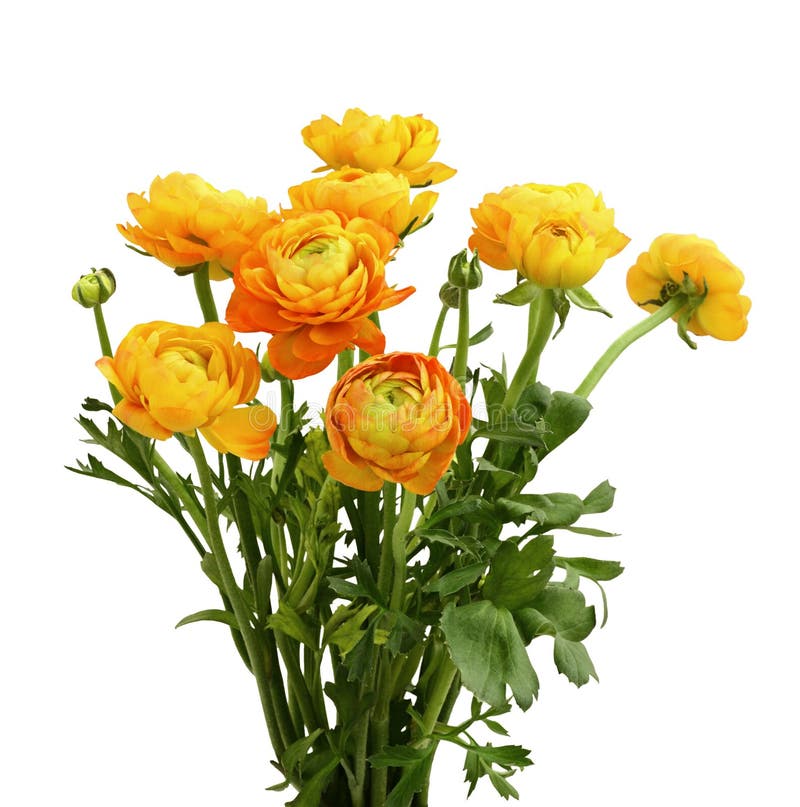 Orange Ranunculus Flowers in a Bouquet Isolated Stock Photo - Image of ...