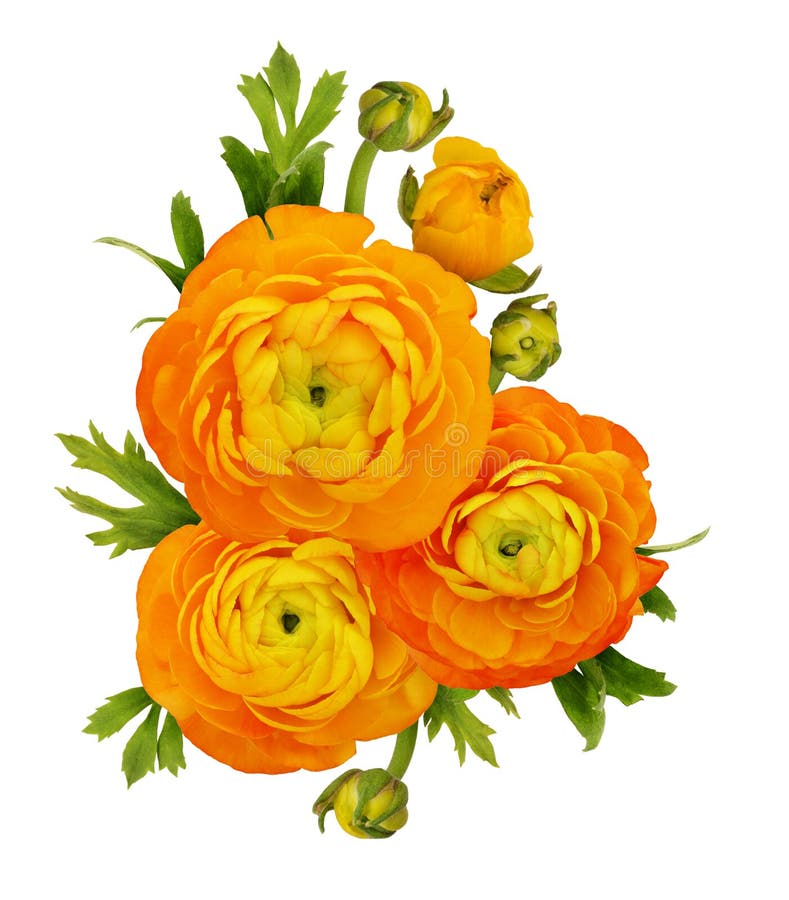Orange Ranunculus Flowers Composition Stock Photo - Image of close ...