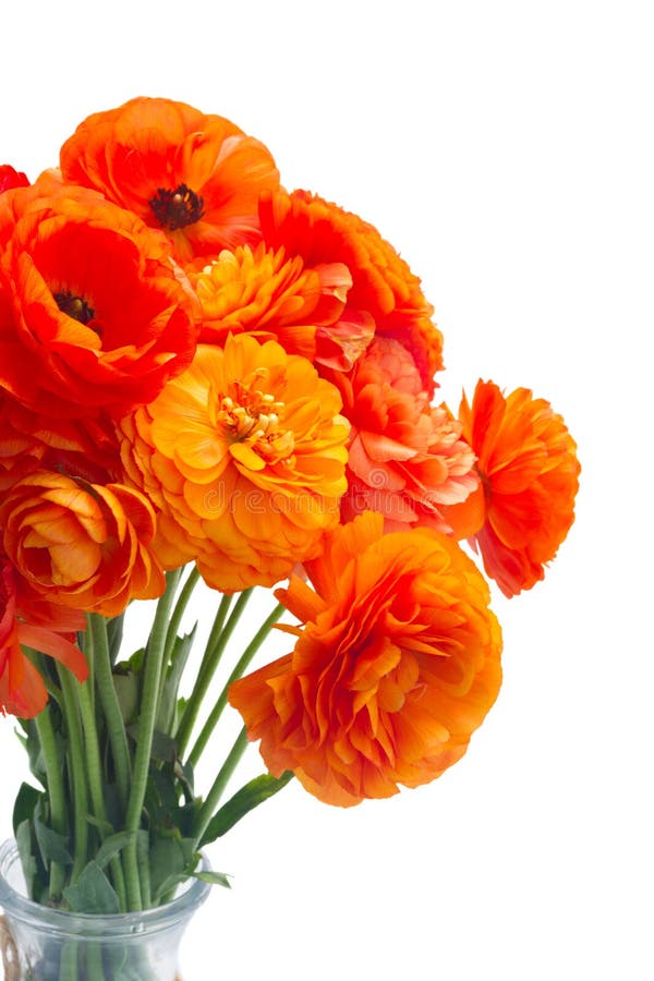 Orange ranunculus bouquet stock photo. Image of flowers - 30991868