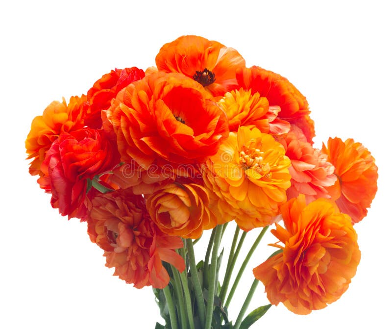 Orange ranunculus bouquet stock photo. Image of flowers - 30991868