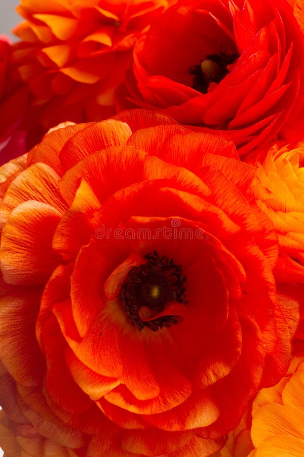 Orange ranunculus bouquet stock photo. Image of flowers - 30991868