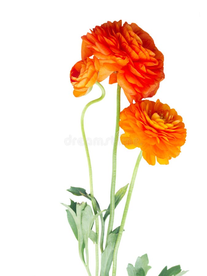 Orange ranunculus bouquet stock photo. Image of flowers - 30991868