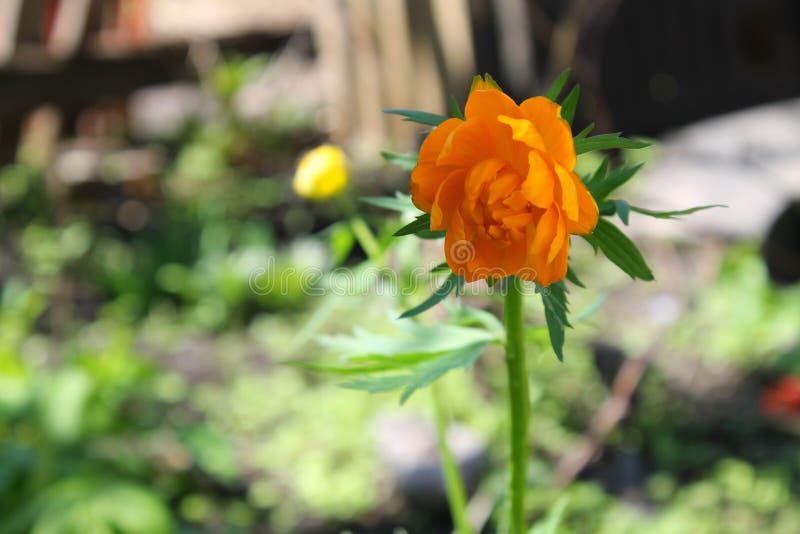 Orange ranunculus stock image. Image of botany, blossom - 70126983