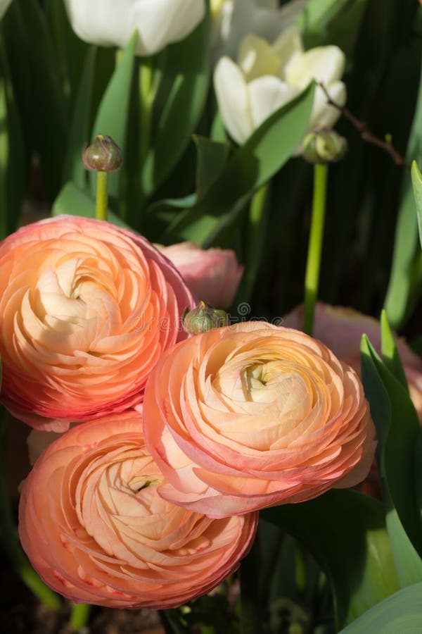 Orange Ranunculus Macro. Spring Posctacrd Concept. Stock Photo - Image ...
