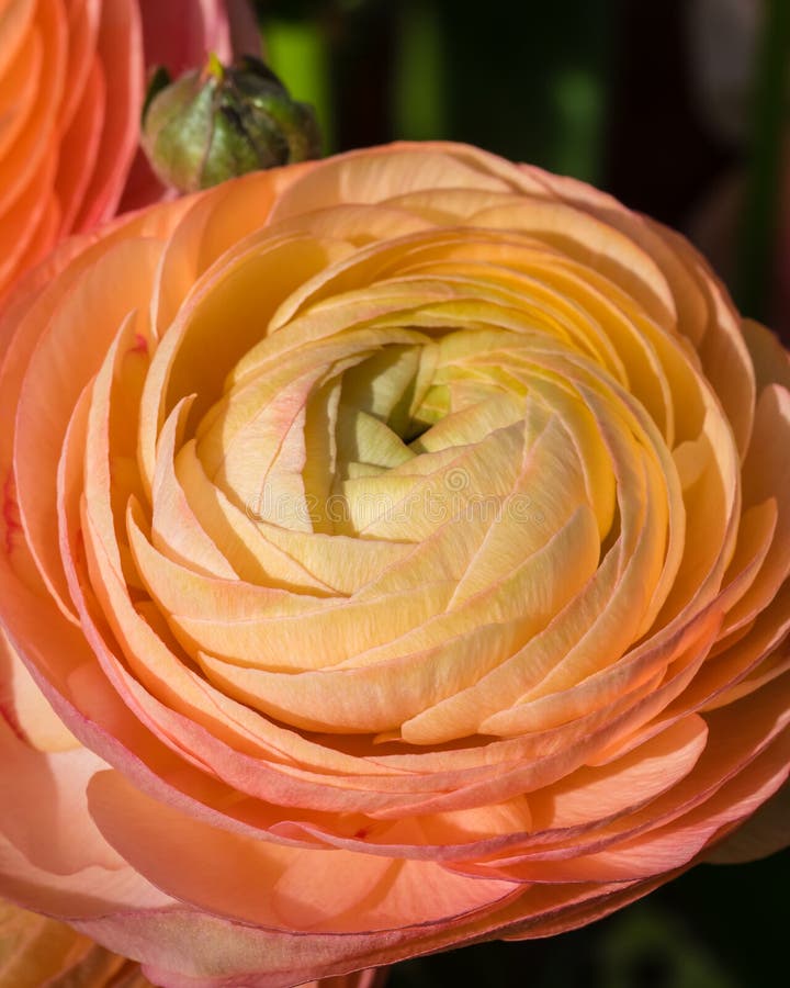 Orange Ranunculus Macro. Spring Posctacrd Concept. Stock Photo - Image ...