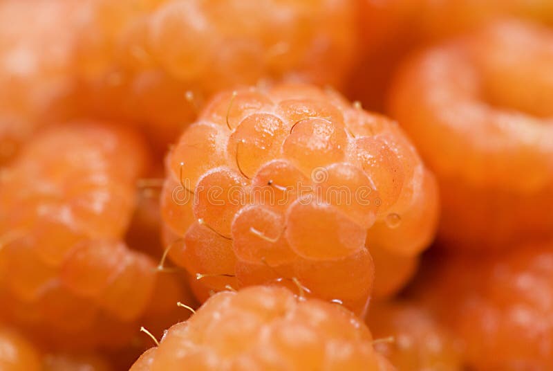 Orange Raspberries stock image. Image of cluster, fruit - 7278415