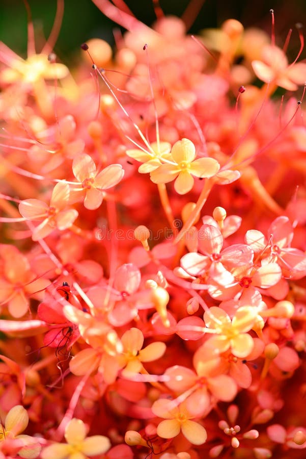 Orange Red Ashoka Tree Flower Blooming Stock Image - Image of petal ...