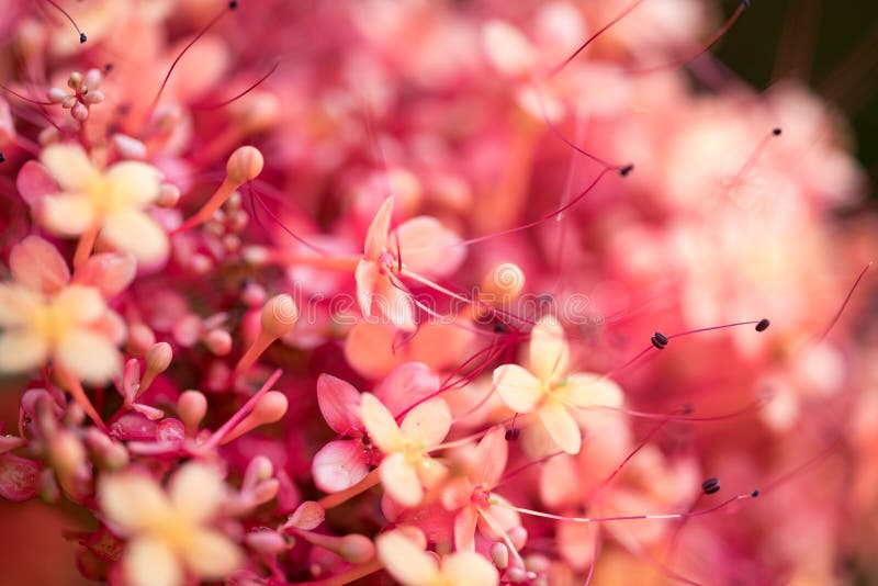 Orange Red Ashoka Tree Flower Blooming Stock Image - Image of branch ...