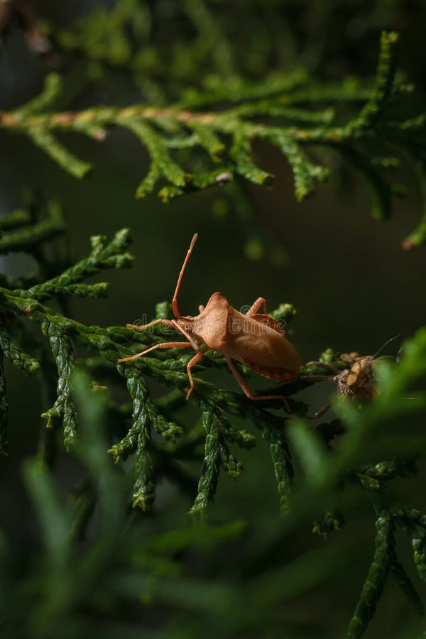 Orange Red Coreidae Bug Sitting on Green Cupressus Sempervirens Branch ...