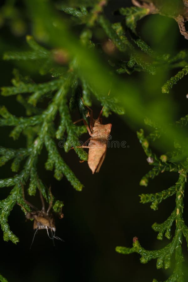 Orange Red Coreidae Bug Sitting on Green Cupressus Sempervirens Branch ...