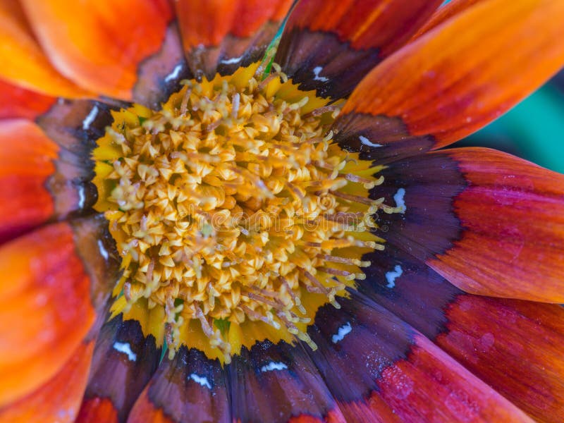Orange Red Dahlia Daytime Flower Stock Photo - Image of house, flower ...