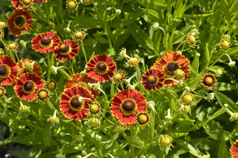 143 Gousblom Photos - Free & Royalty-Free Stock Photos from Dreamstime