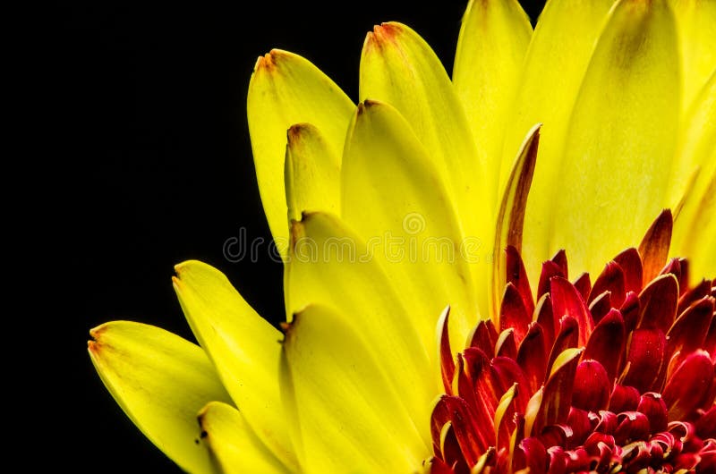 Orange and Red Daisy stock photo. Image of daisies, waterdrops - 78627648