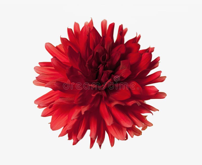 Orange Red Dinner Plate Dahlia Stock Photo - Image of beautiful, huge ...
