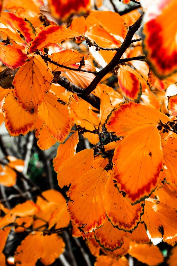 Orange and red fall leaves stock image. Image of foliage - 106855491