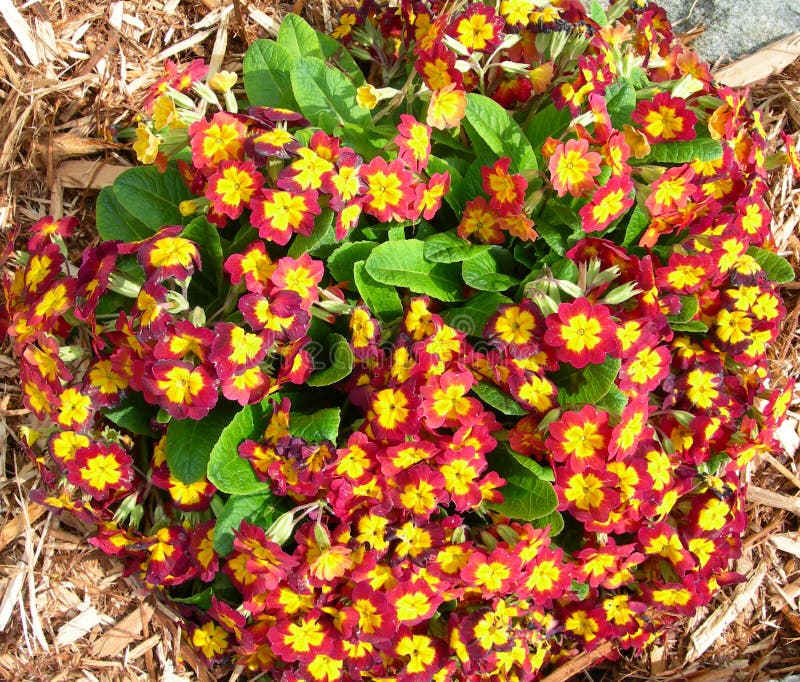 Orange red flower beds stock photo. Image of green, background - 30634162