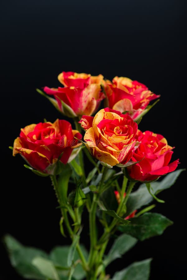 Orange-red Flower Shrub Rose on a Black Background Stock Image - Image ...